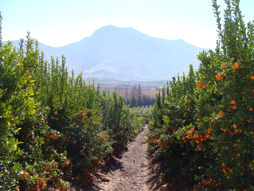 New project to fight citrus greening in South America headed by Chile ...