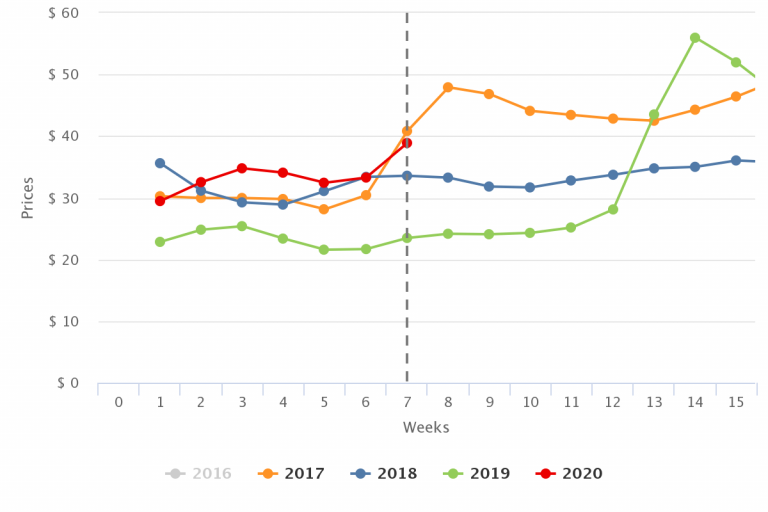 Avocado prices are great, will it last?- FreshFruitPortal.com