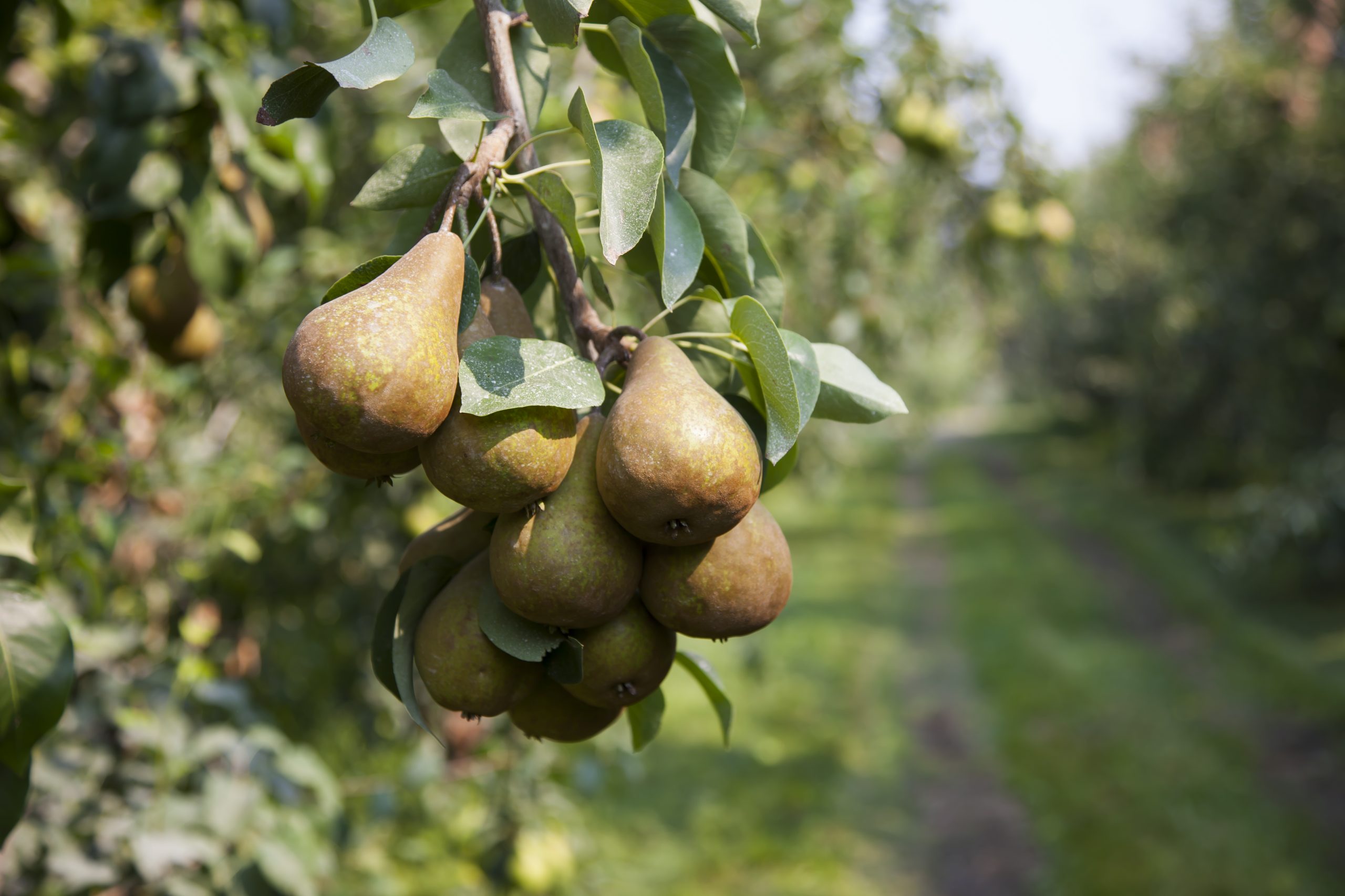 U.S.: Strong supply of Northwest pear crop - FreshFruitPortal.com