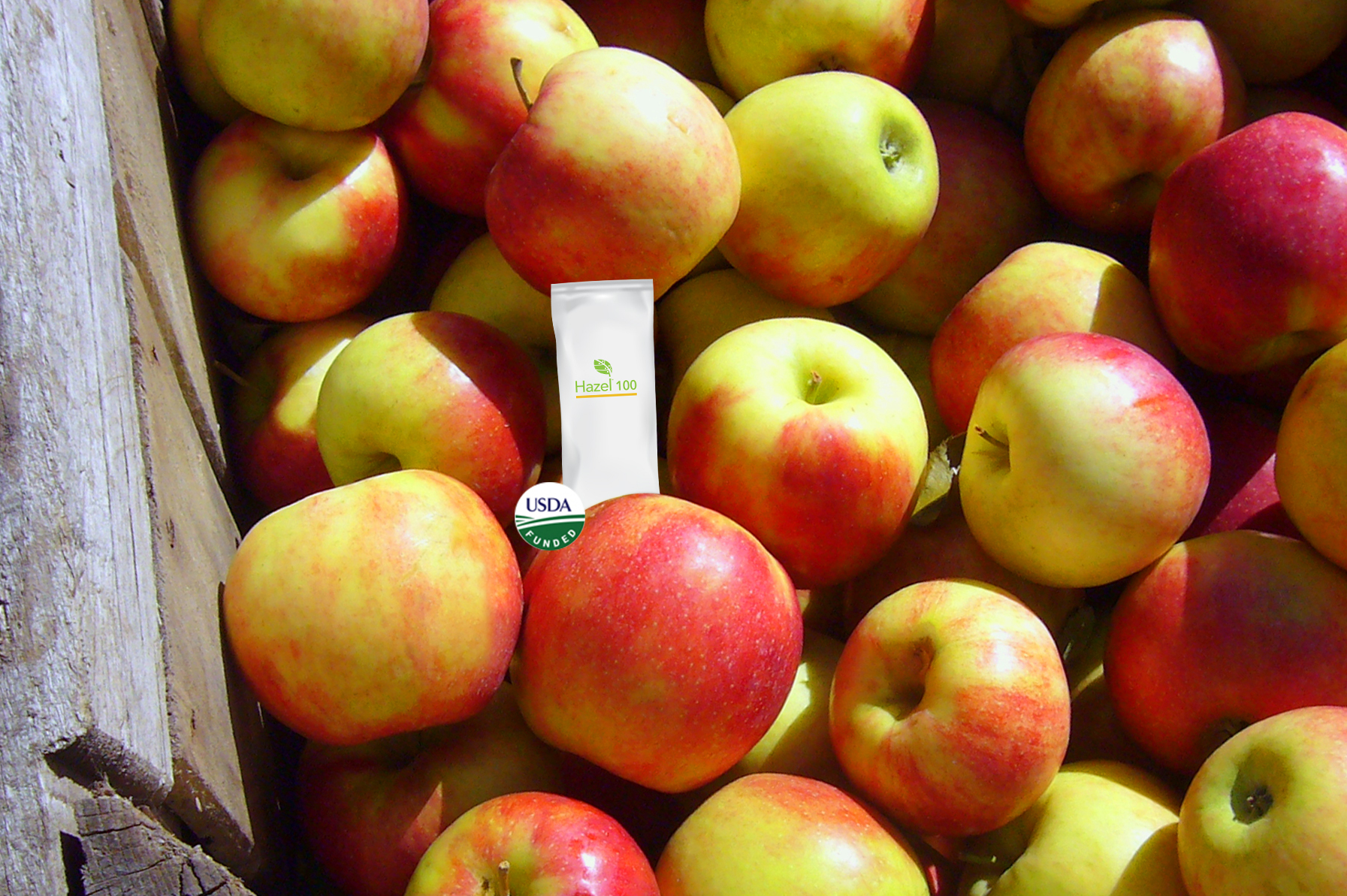 Packers innovate with Hazel for apples - FreshFruitPortal.com