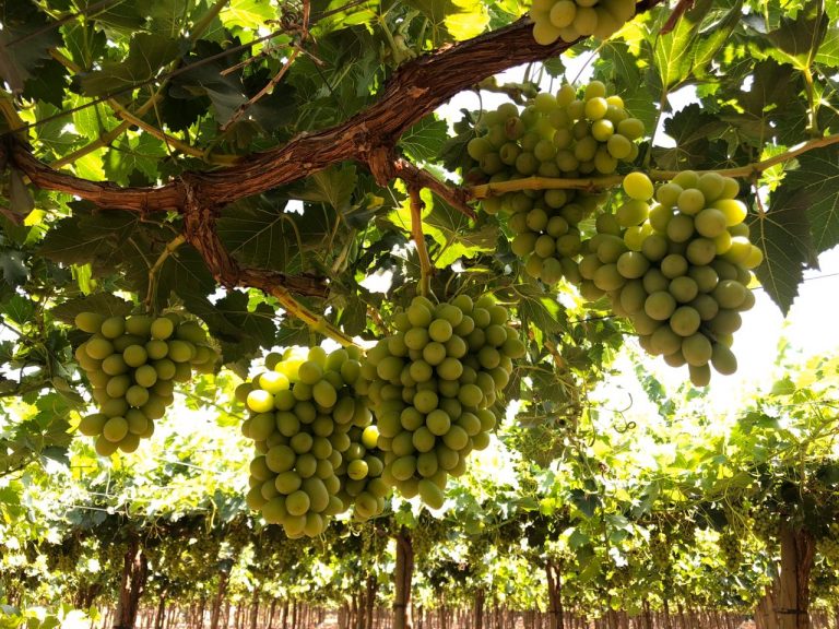 Jupiter Q&A - The story from seed to shelf - FreshFruitPortal.com