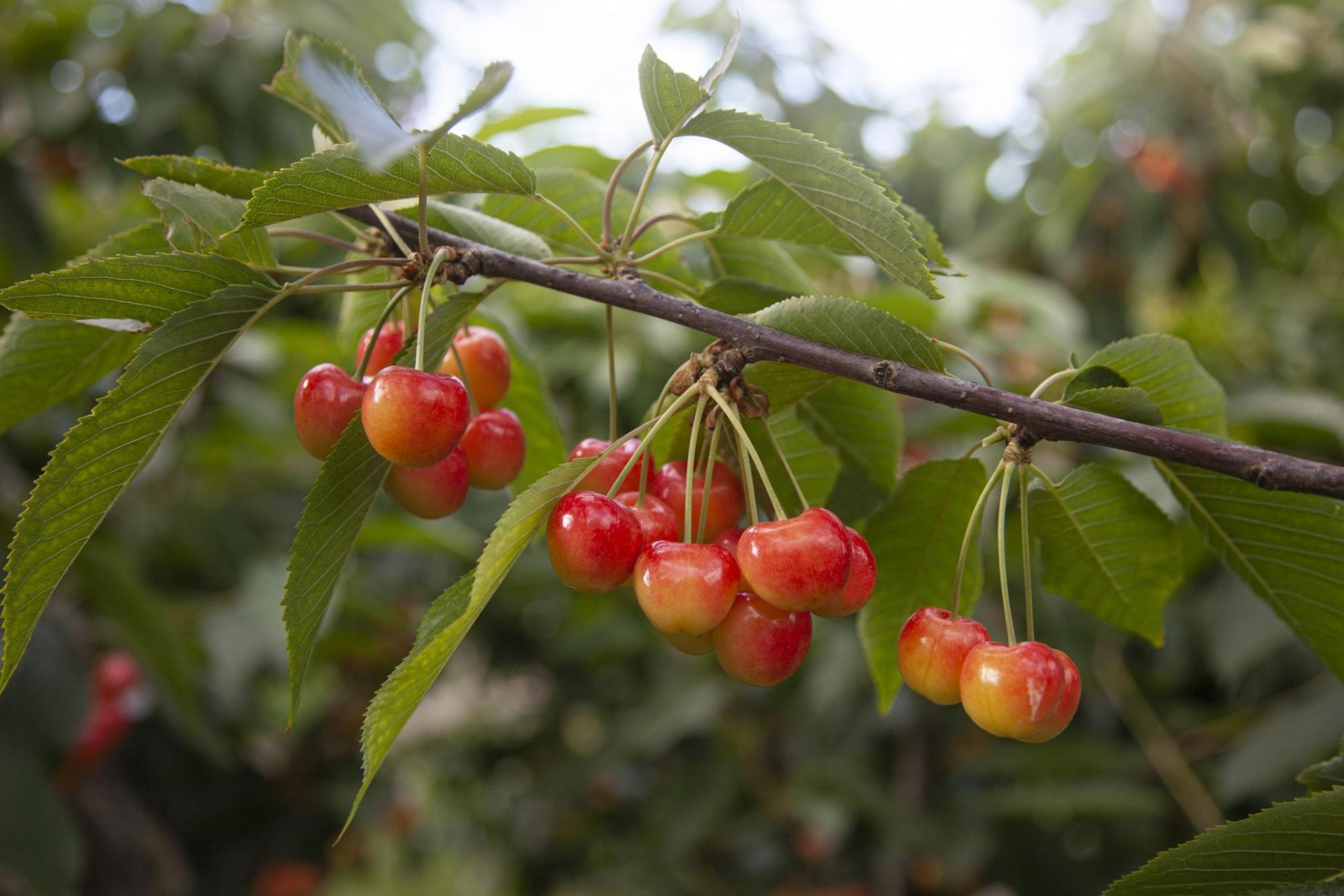 Superfresh Growers announces the arrival of Super Cherry brand ...