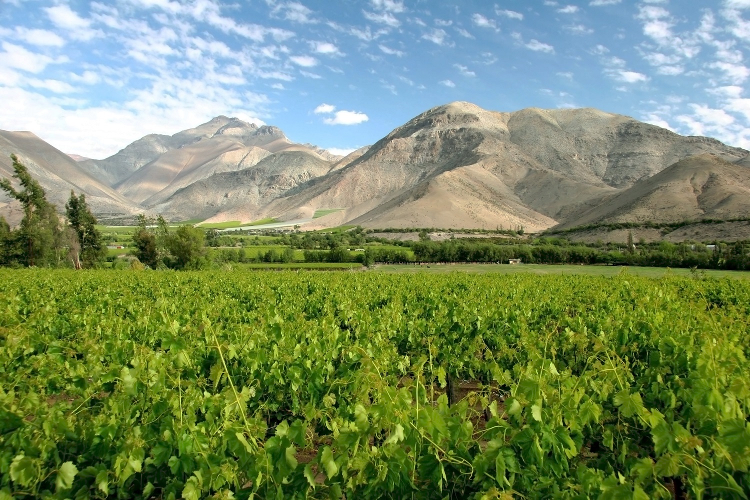 IFG adds new table grape varieties - FreshFruitPortal.com