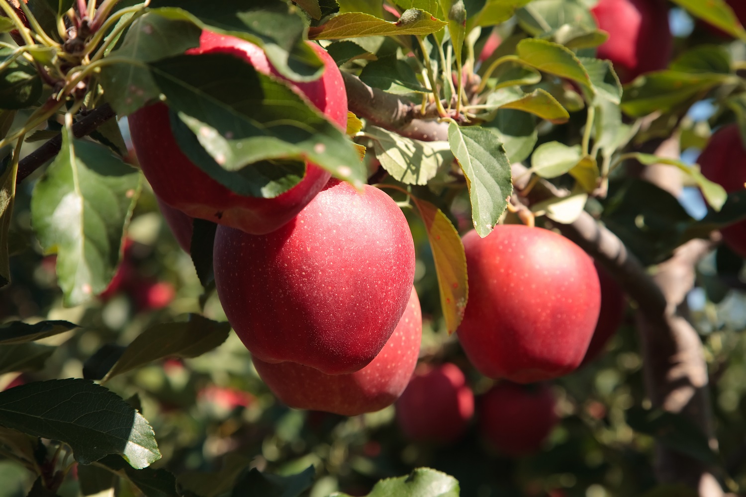 Washington state apple exports down 21.2%