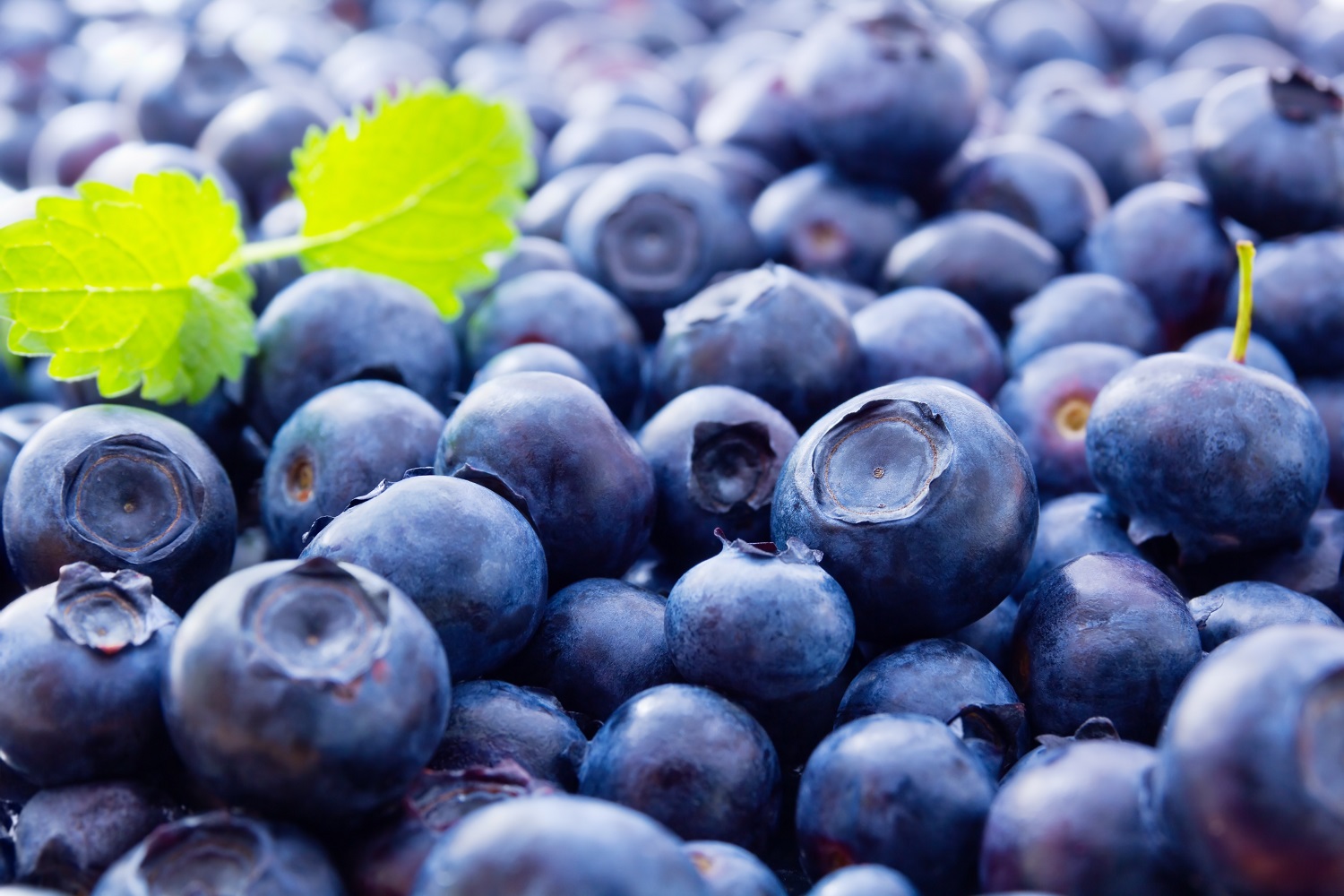 Peruvian blueberry export value slashed - FreshFruitPortal.com