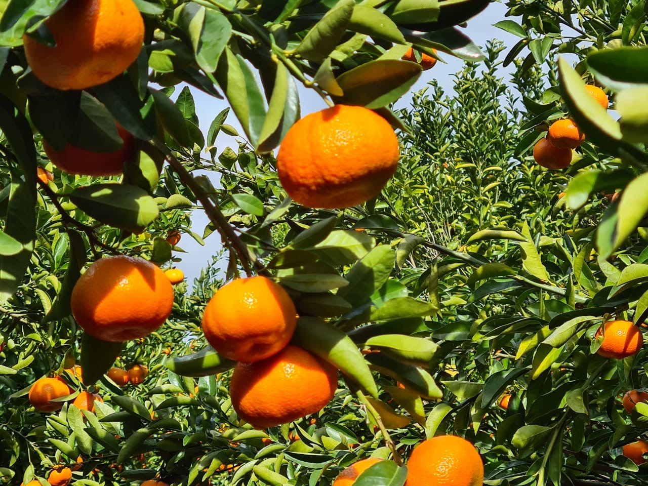South African citrus marks anniversary of U.S. shipments
