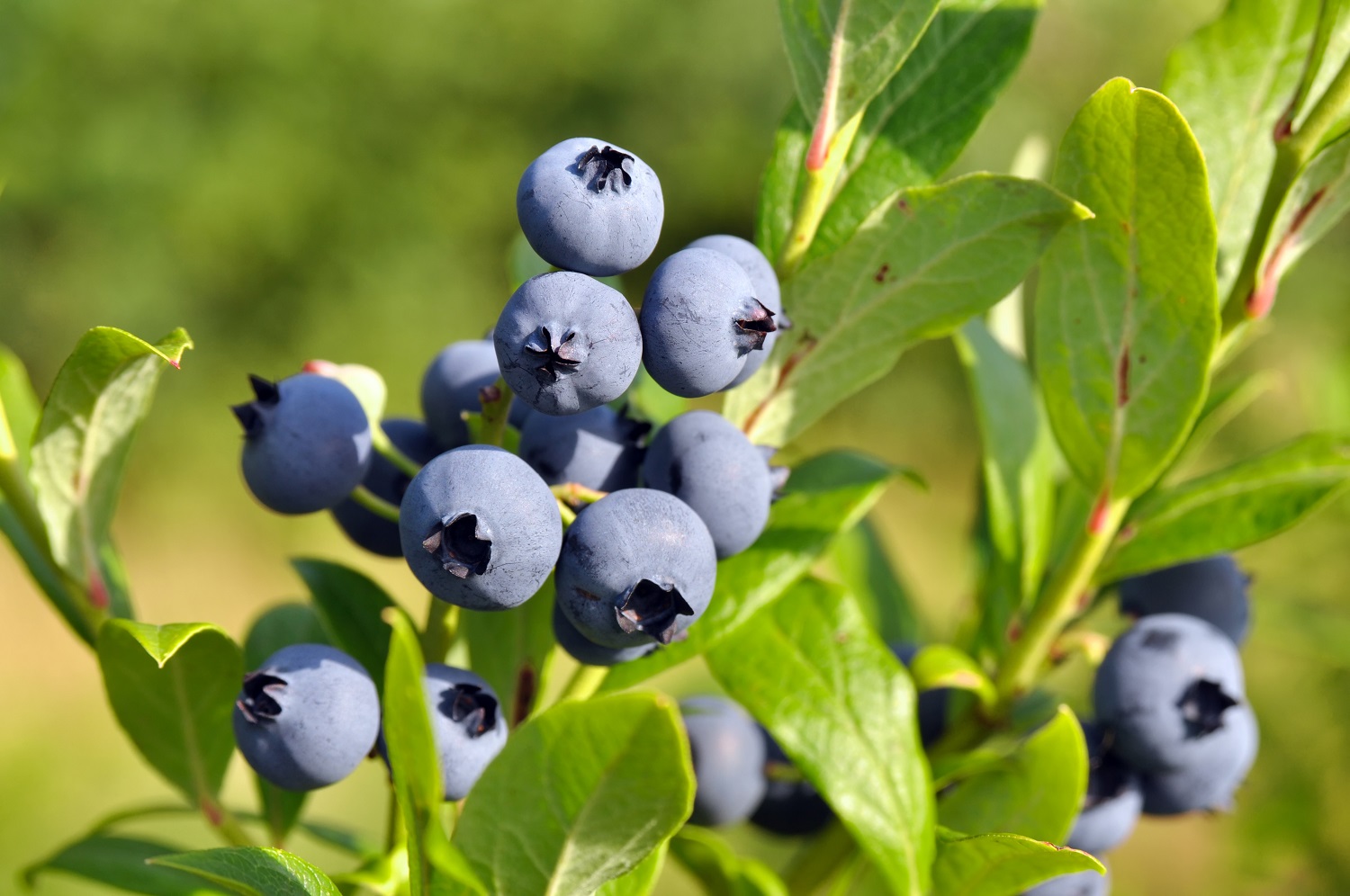 Michigan blueberry grower Shelly Hartmann named Chair of USHBC
