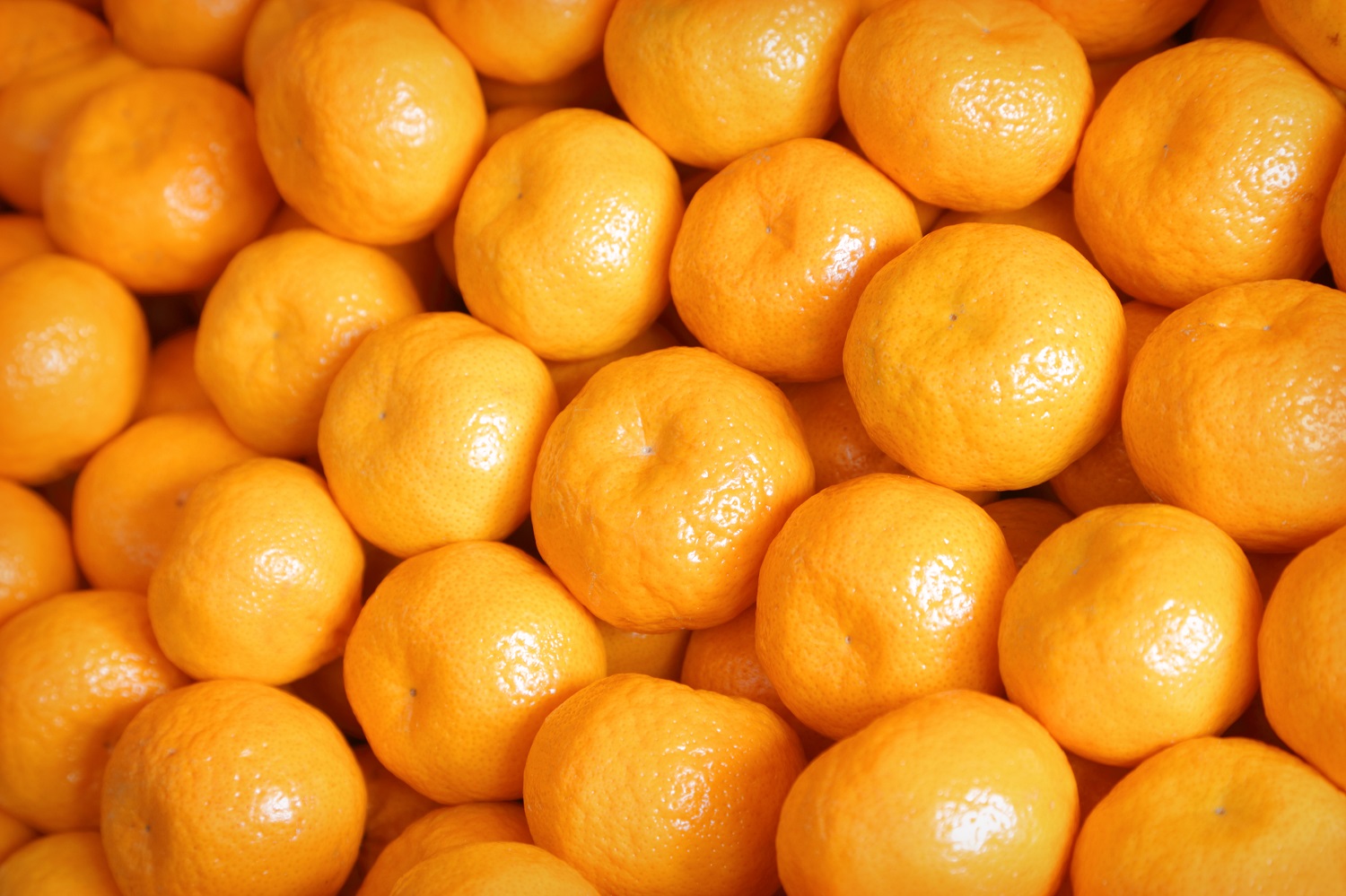 Peru: Mandarins drive 40% rise in citrus exports - FreshFruitPortal.com