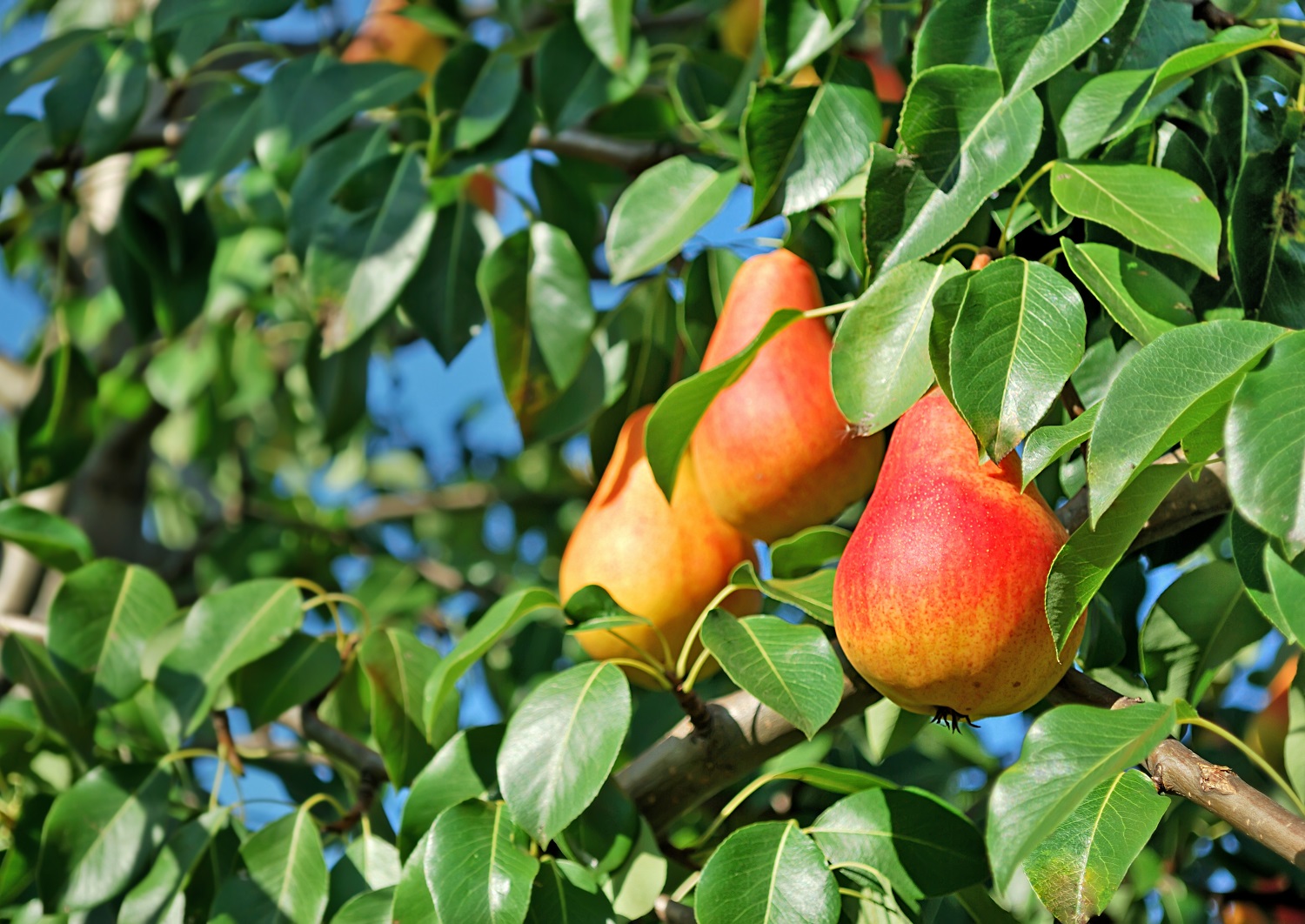 USA Pears launches Instagram AR filter - FreshFruitPortal.com