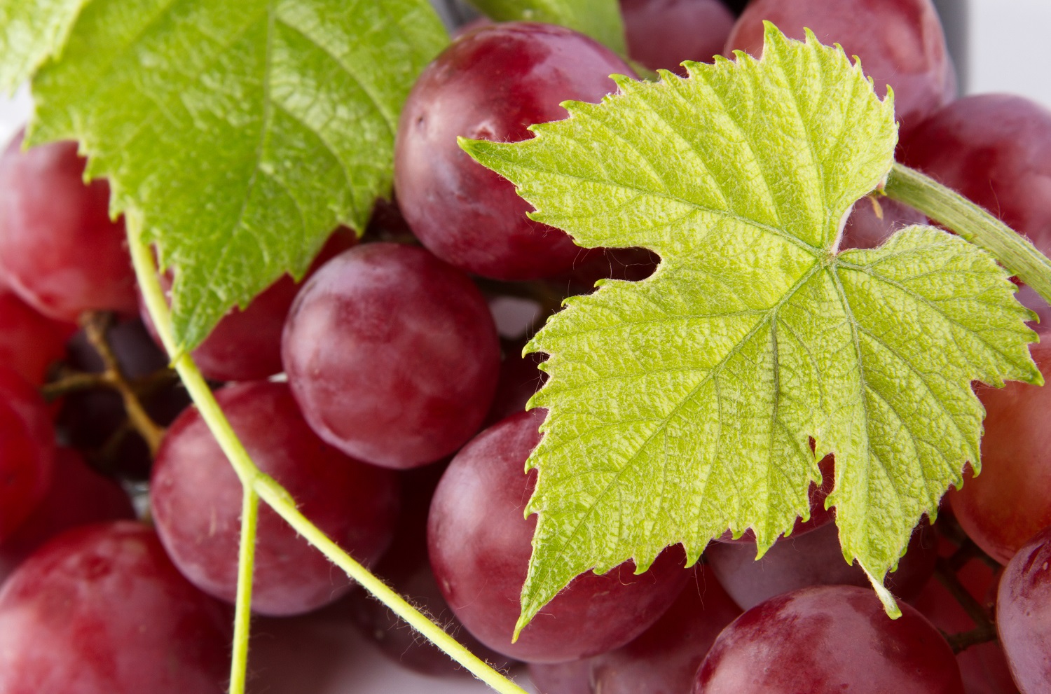 Peruvian grapes forecast higher - FreshFruitPortal.com