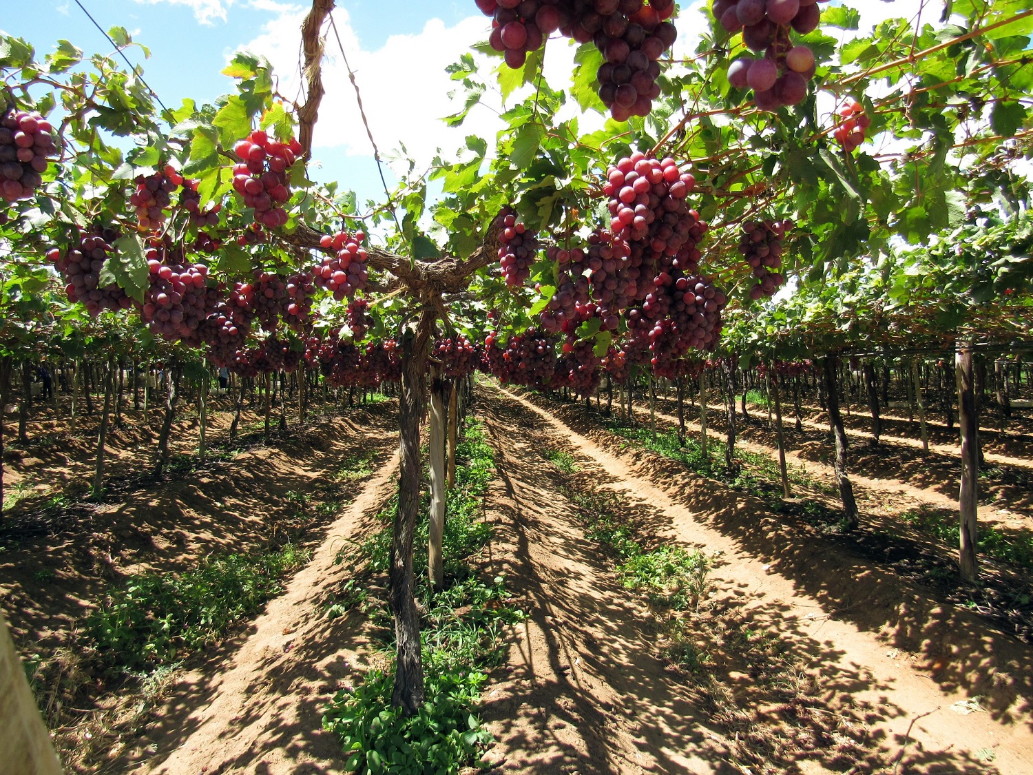 Peruvian table grape exports to rise by 2% in 2020-21 - USDA ...