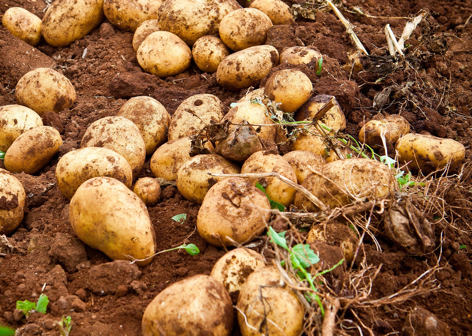 Tesco trials unwashed potatoes to help cut down on food waste