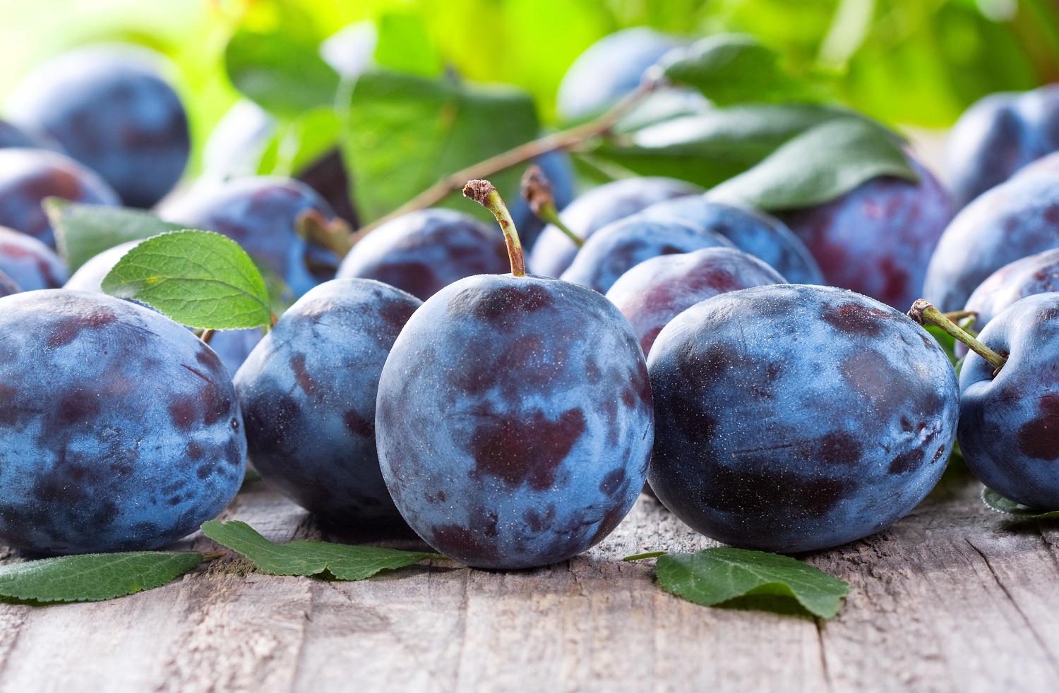U.S. tightens import rules for Chilean plums after pest interceptions