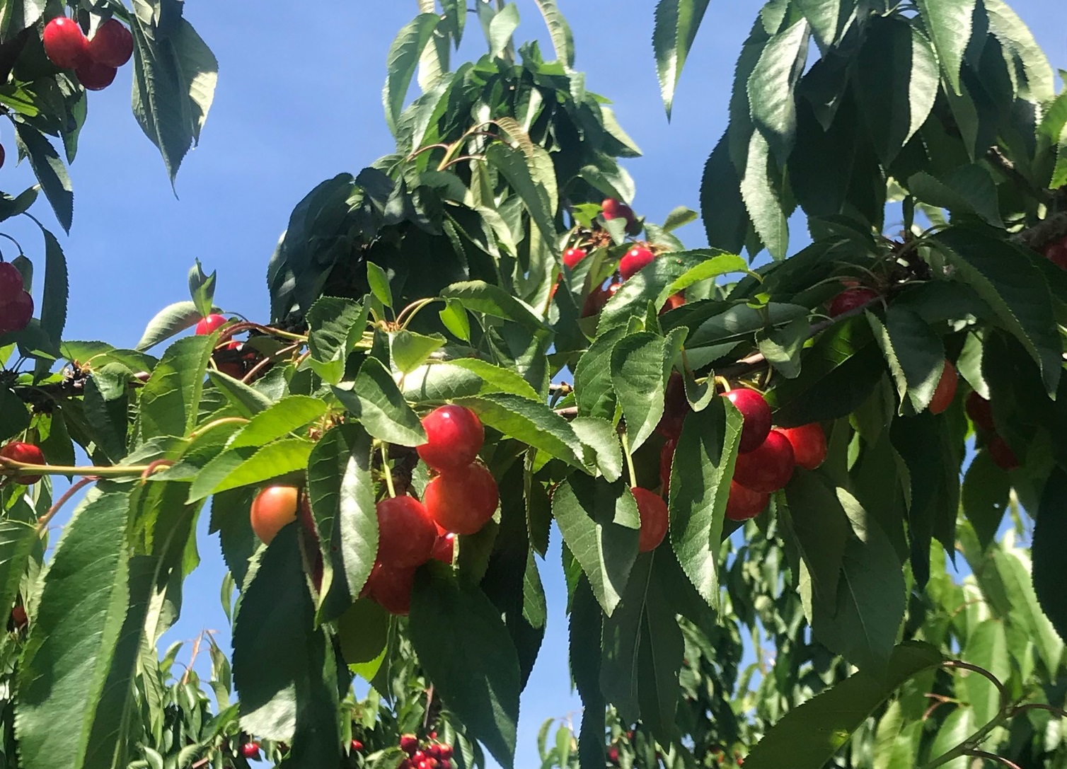 Oppy kicks off California cherry season "earlier than ever"