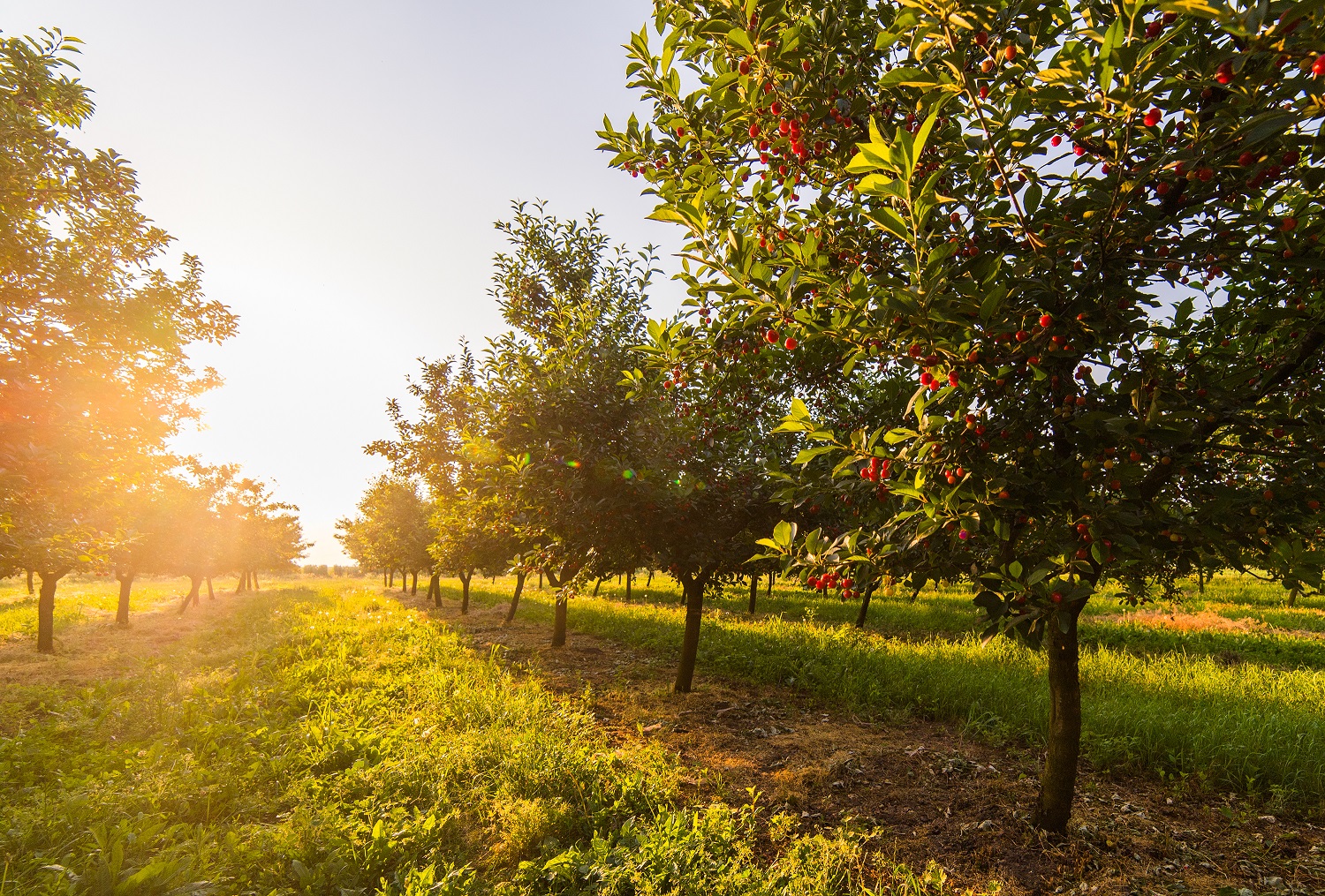 Canada: Cherries and berries severely damaged by heat wave