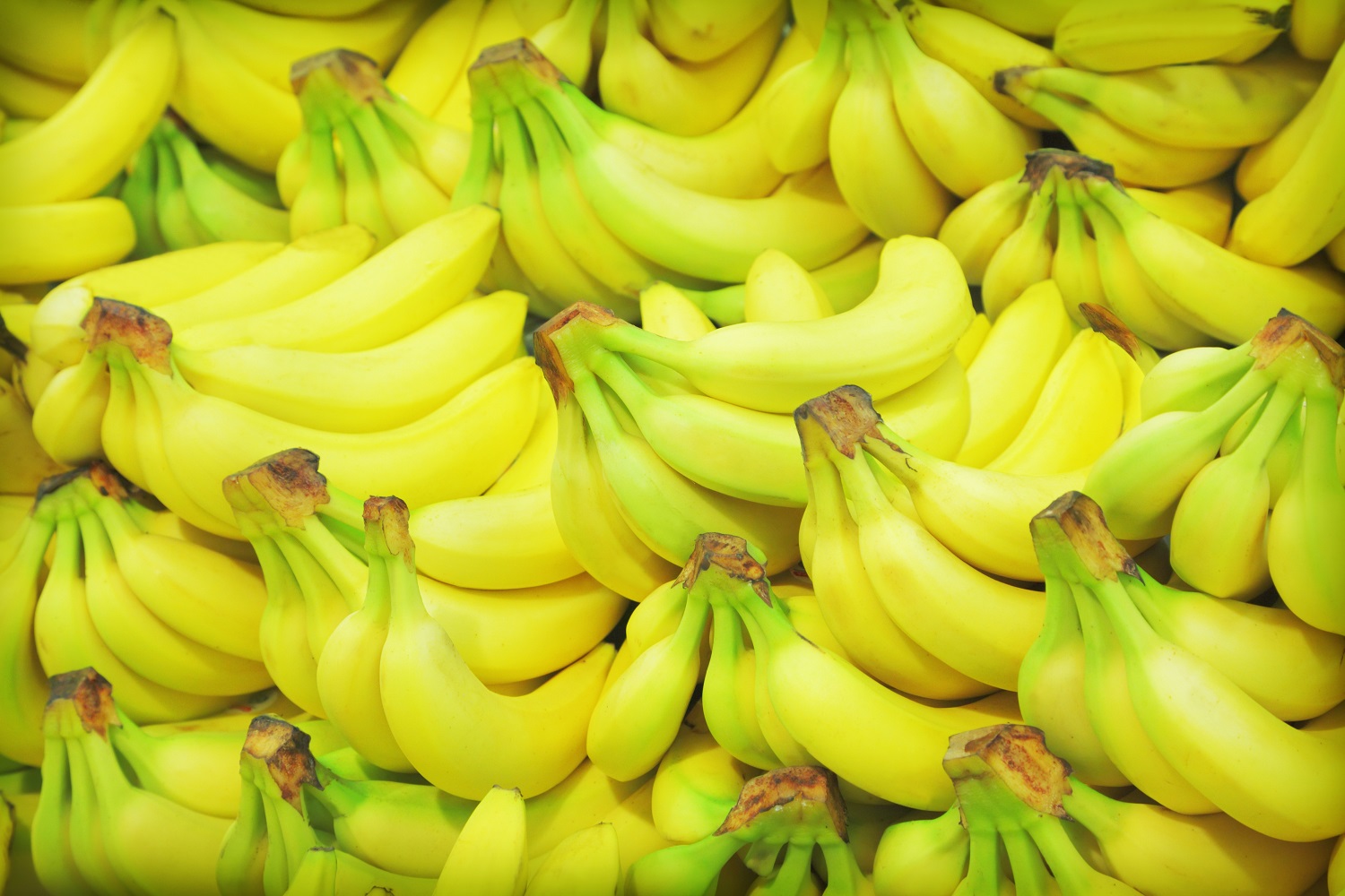 Ecuadorian banana exports up 7%