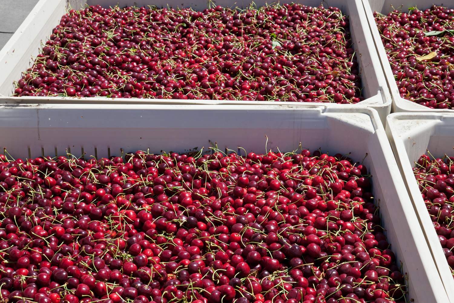 Vanguard looking forward to strong Chilean cherry crop