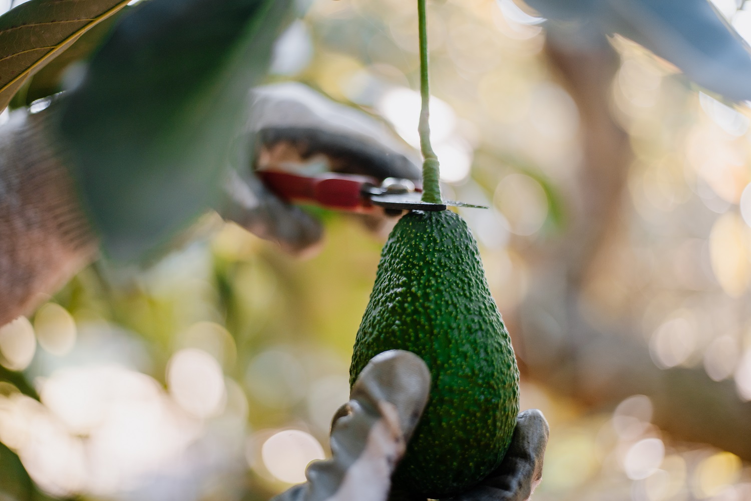 Israel set for record avocado production in 2021-22 - FreshFruitPortal.com