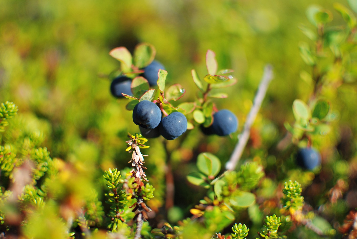 Logistical constraints continue to afflict Chilean blueberry exports