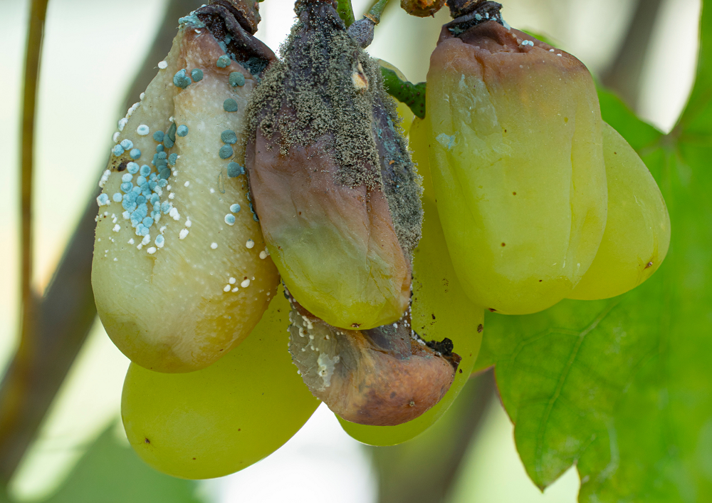 Grey Mold In Table Grapes Symptoms And Control FreshFruitPortal