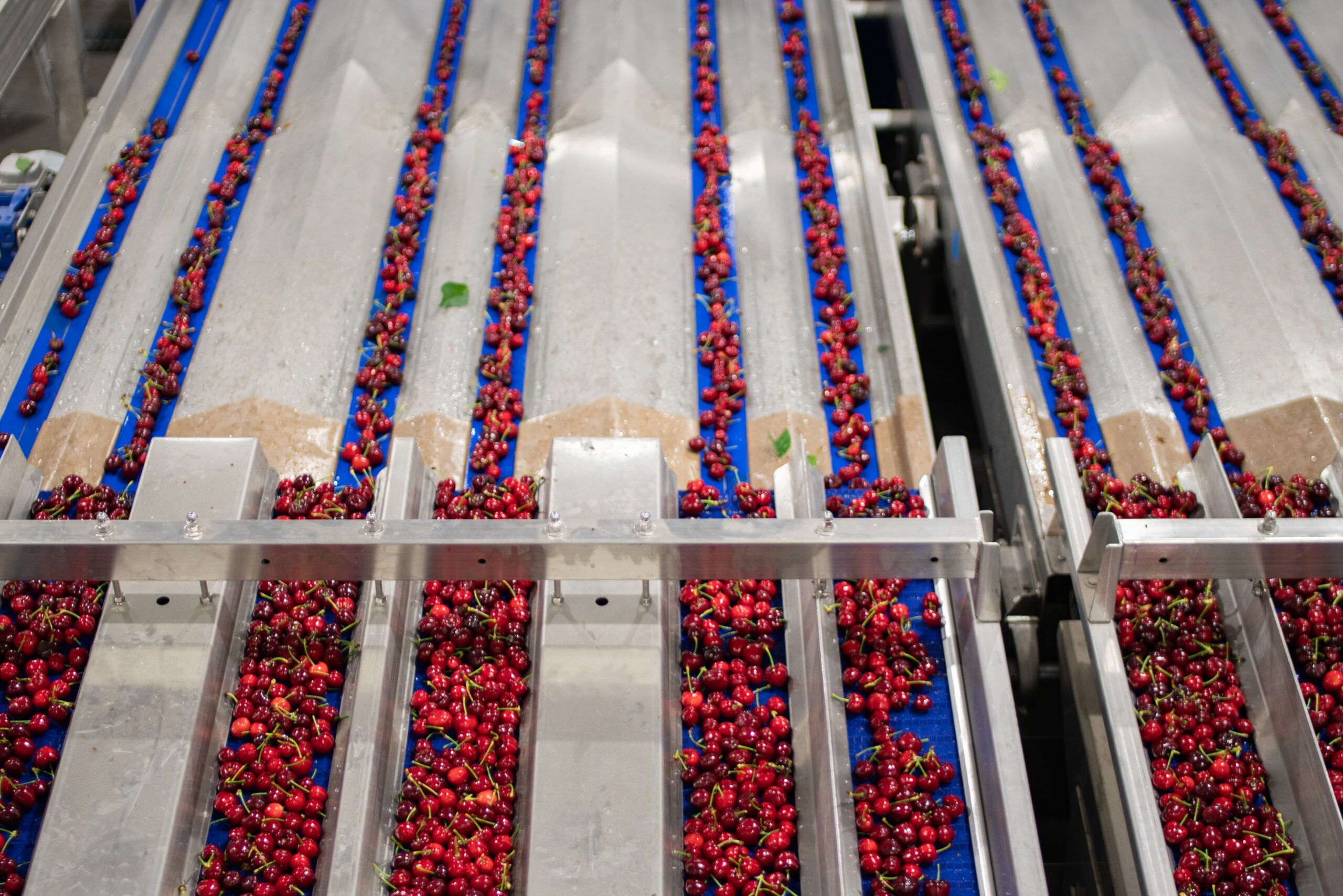 C&L Fruits: Export and production of the freshest fruit from the ...