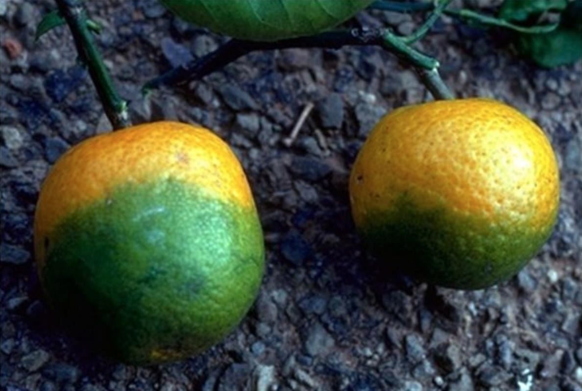 Citrus greening: USDA invests $11M in five projects