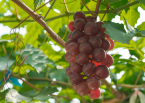 Techniques for managing table grape cultivation - FreshFruitPortal.com