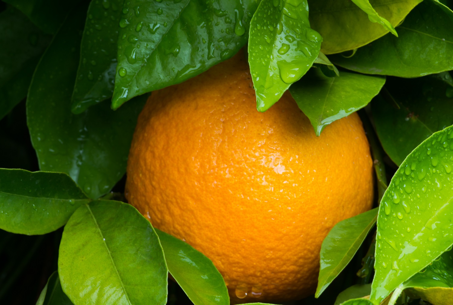 Florida orange forecast rises slightly in June, remains 34% below last ...
