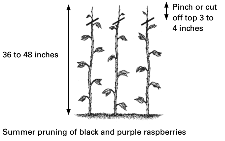 A guide to pruning raspberries - FreshFruitPortal.com
