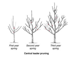 A guide to pruning and training apple trees - FreshFruitPortal.com