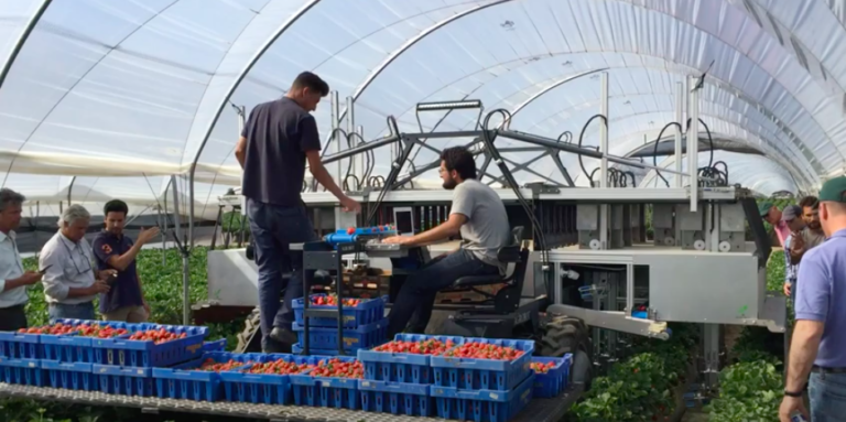 New technology in strawberry production - FreshFruitPortal.com
