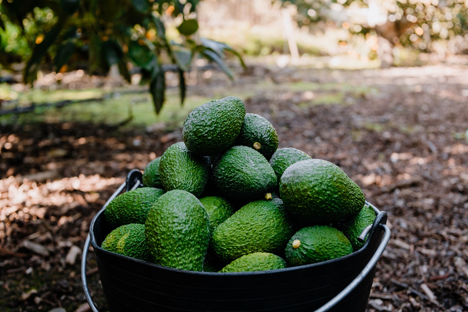 Chilean avocado crop 30% lower year-on-year