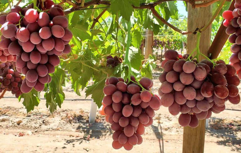 Cornell, Sun World launch two new table grape varieties