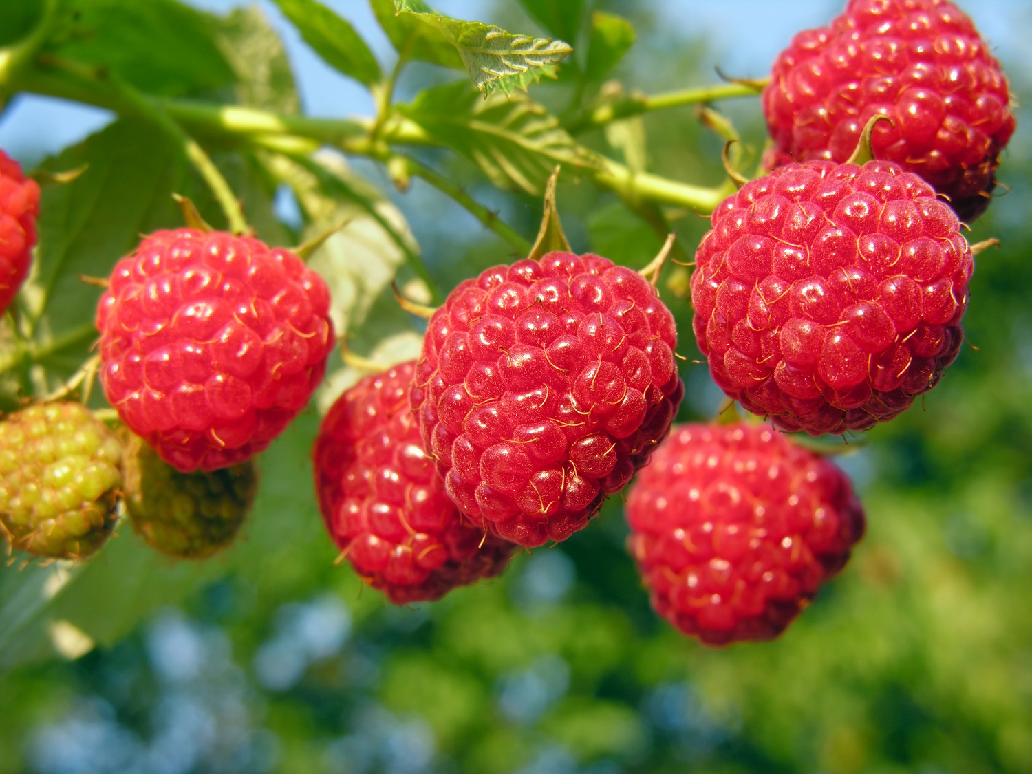 Mexican raspberries seeing remarkable increase in consumption