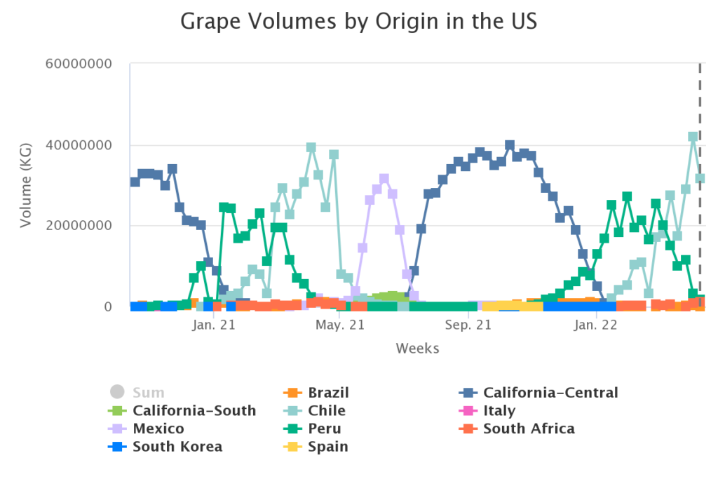 The season unfolds for Mexico white seedless grape varieties