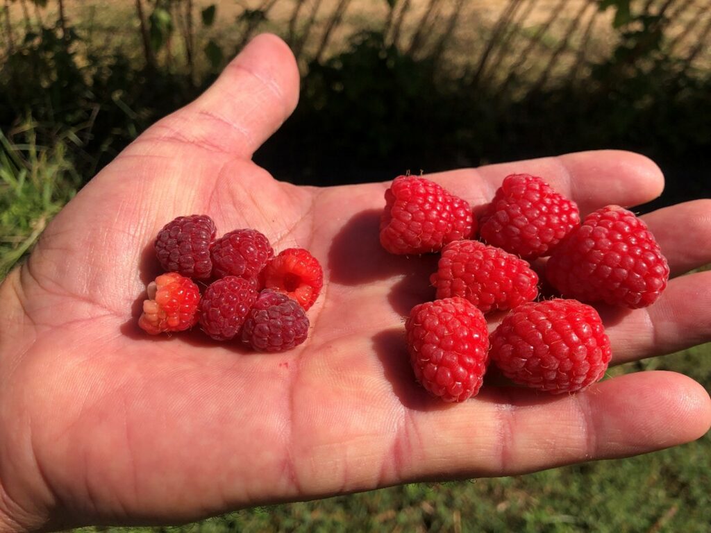 Raspberry development in processing and fresh sectors ...