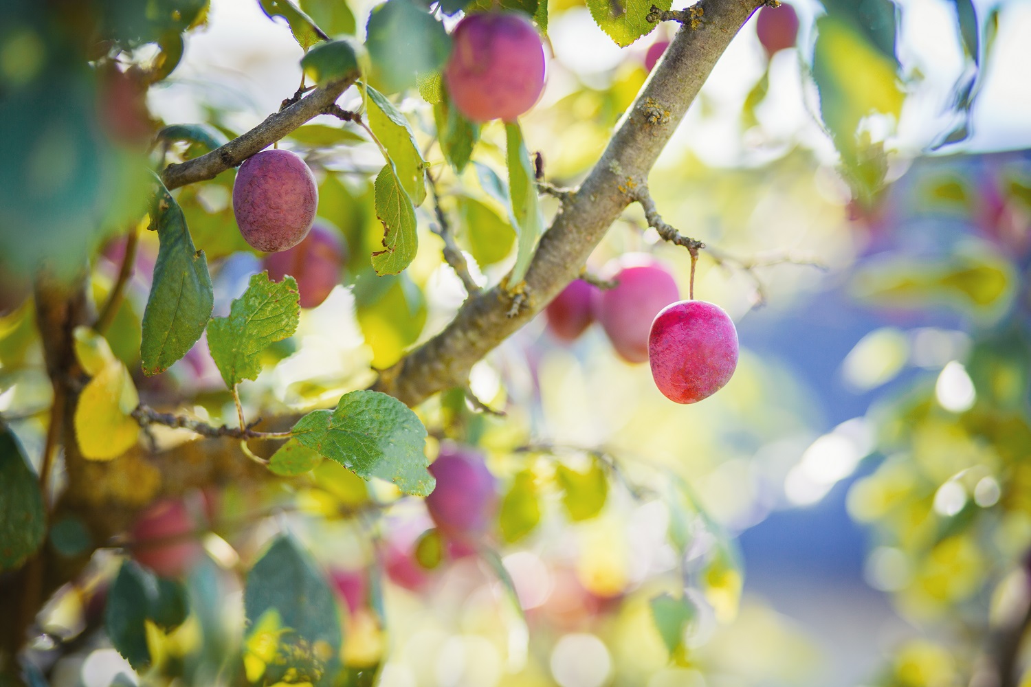 Planting and caring for a fruit tree - FreshFruitPortal.com