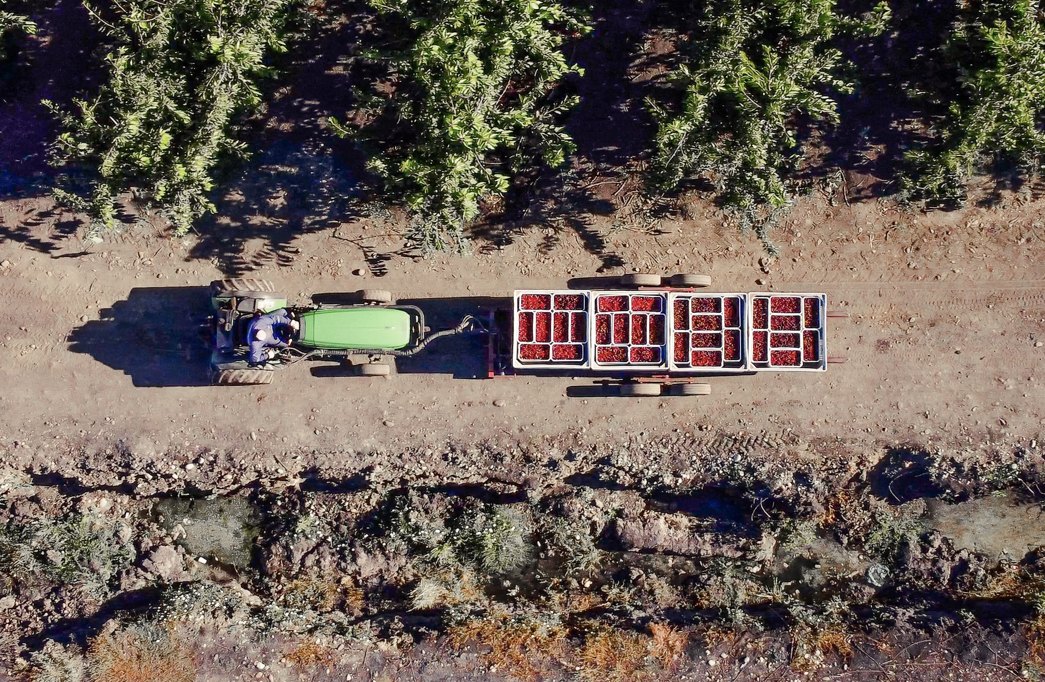 Chilean cherries prepare for Chinese New Year