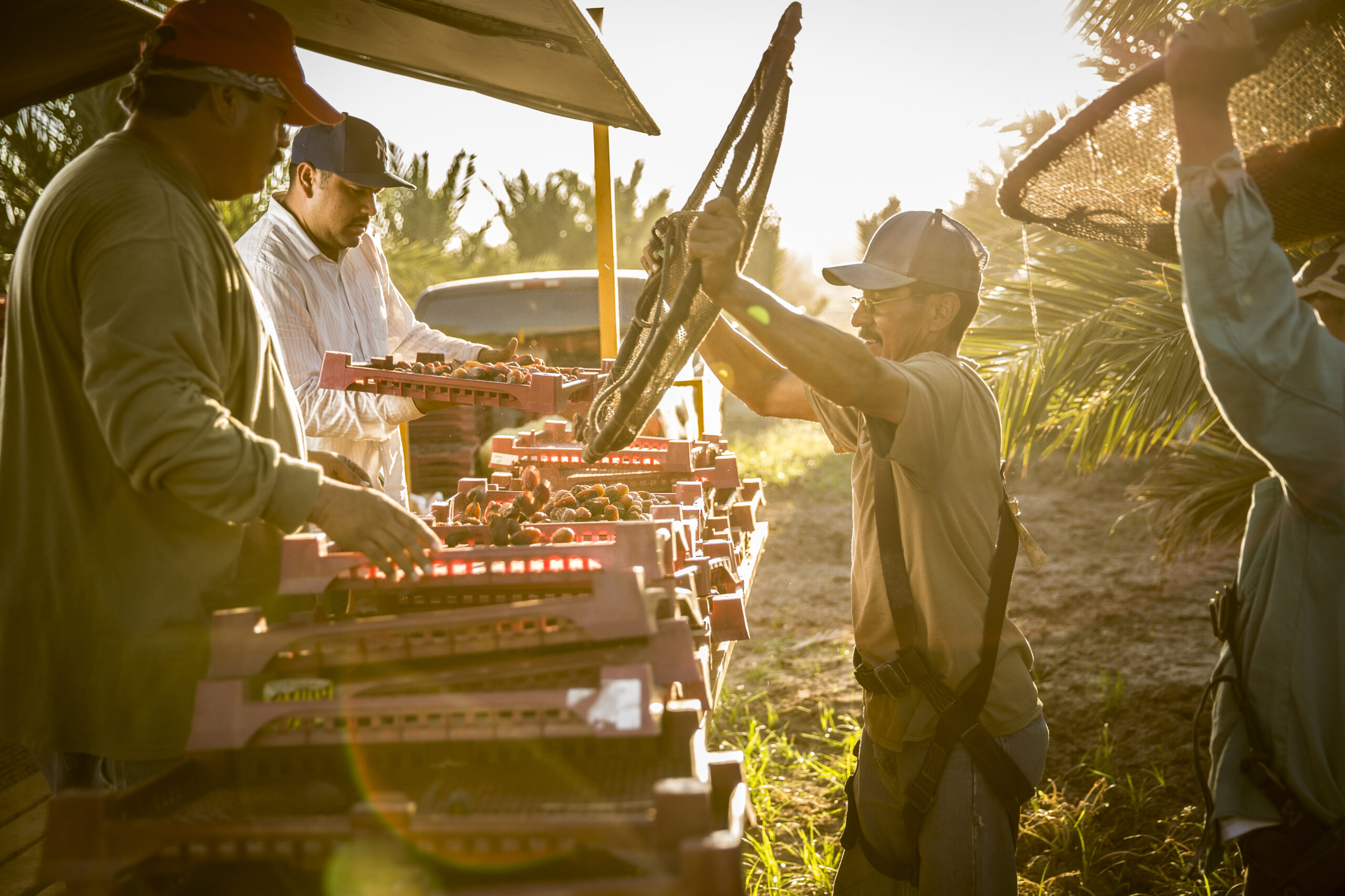 Natural Delights’ Medjool dates: A harvest of tradition and innovation