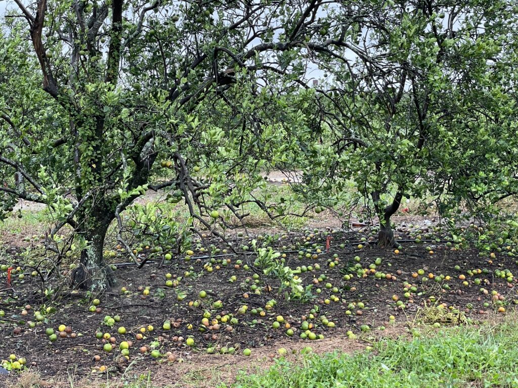 Citrus industry appears to be Florida ag’s biggest Ian casualty