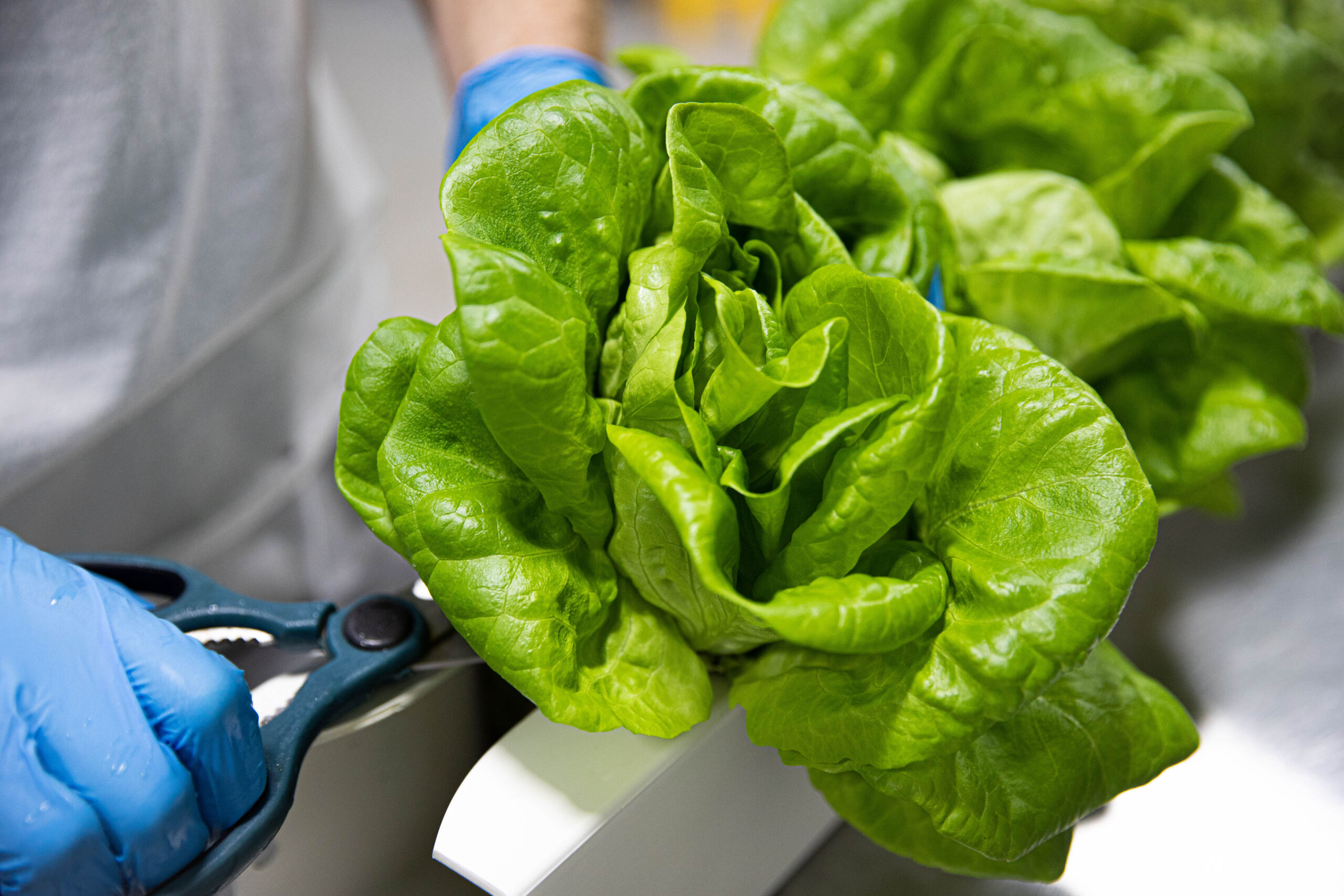 Canadian Vertical Farm Model Could Help Fight Food Waste Appela Canadian Vertical Farm Model Could Help Fight Food Waste Appela