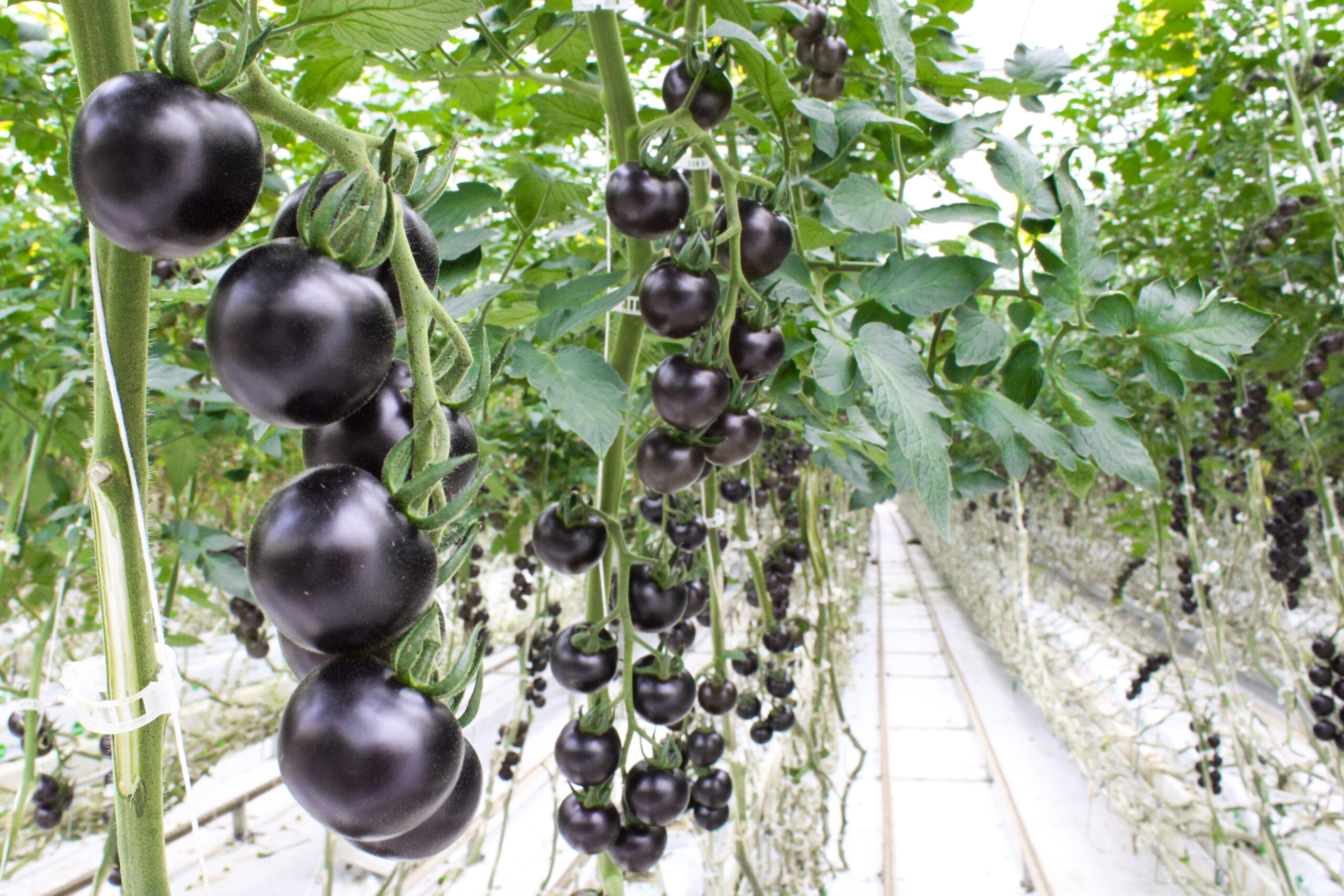 Nature Fresh Farms launches Yoom