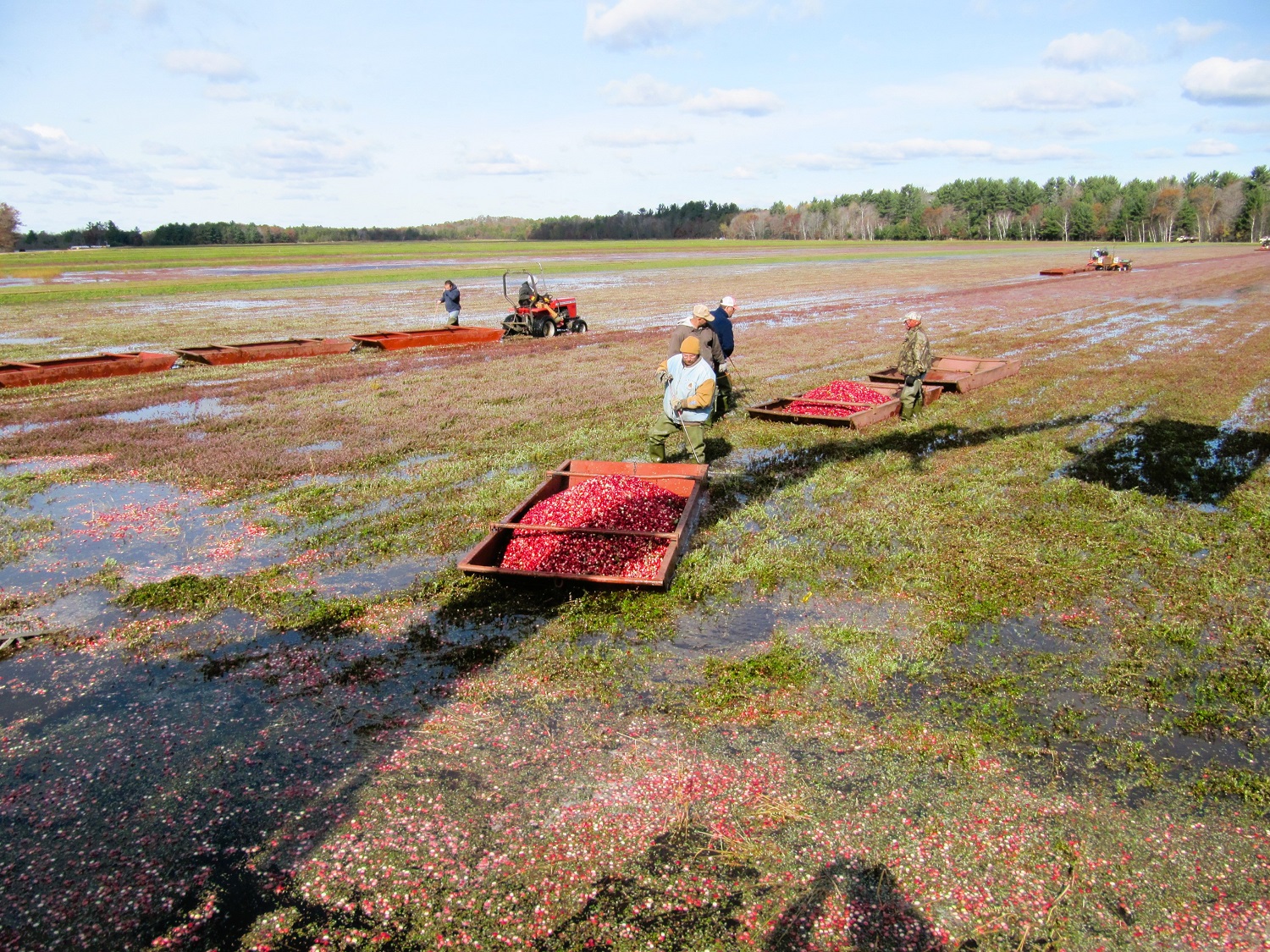 Fresh cranberries available until Christmas