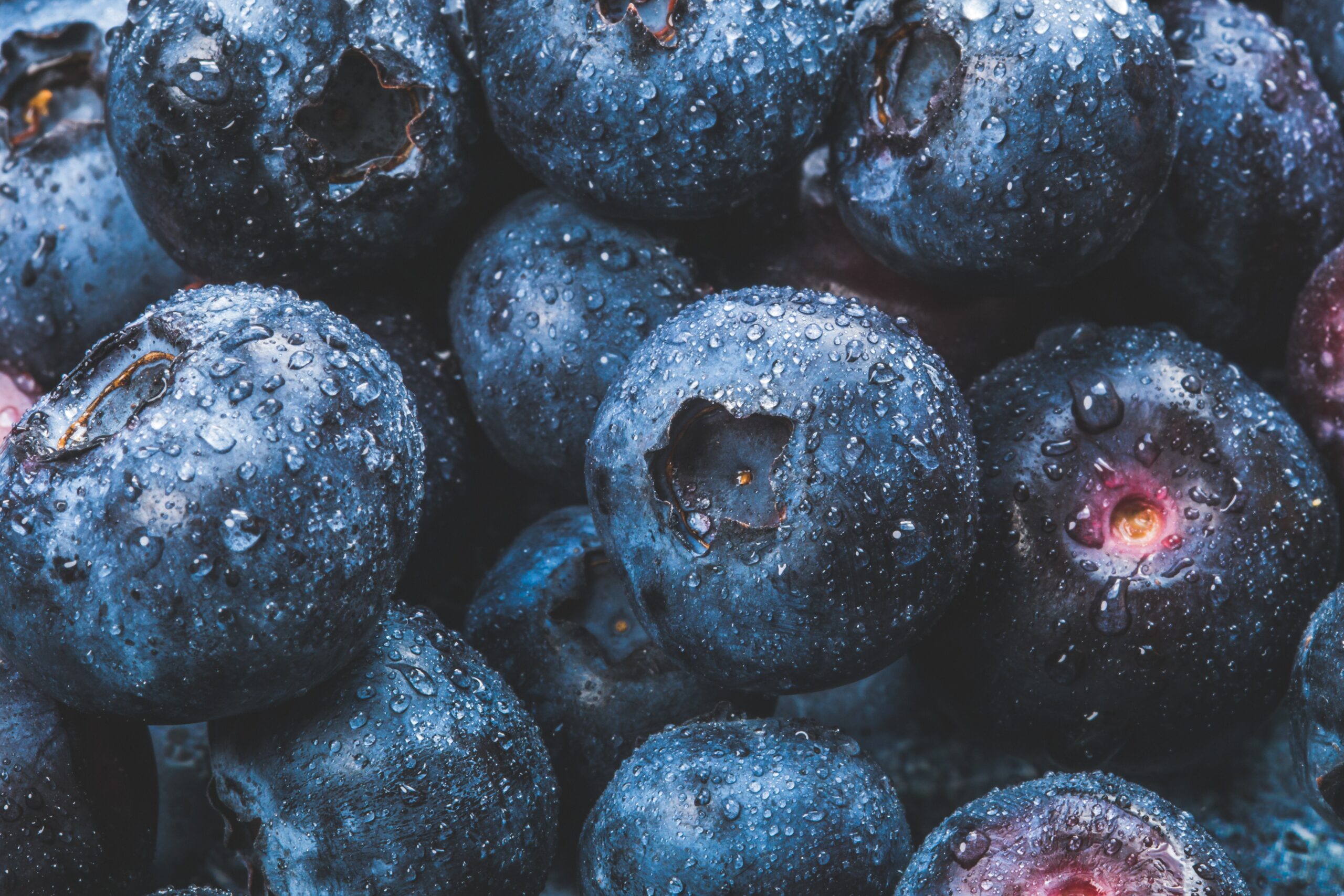 Chilean blueberries focusing on quality over quantity