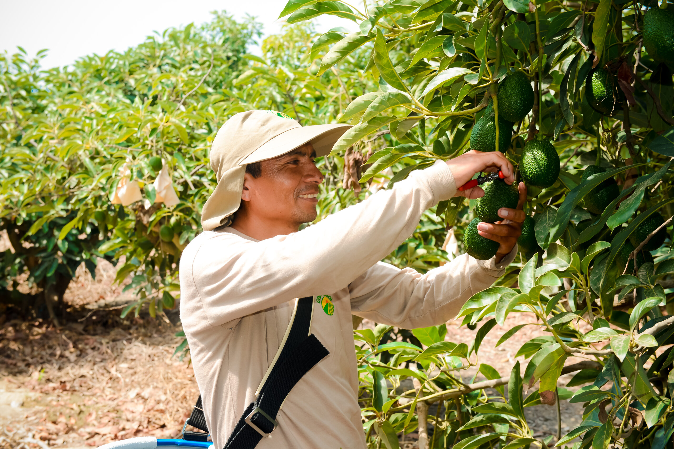 Camposol presents year-round blueberry program at Fruit Logistica