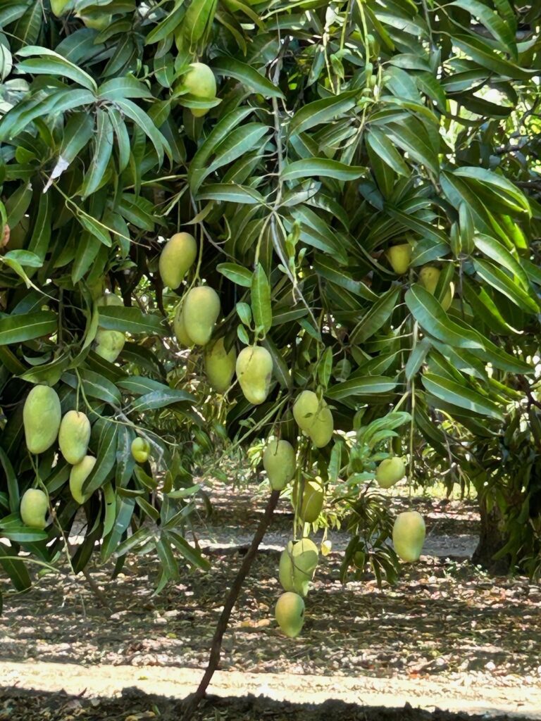 Mexican mango deal gaining steam
