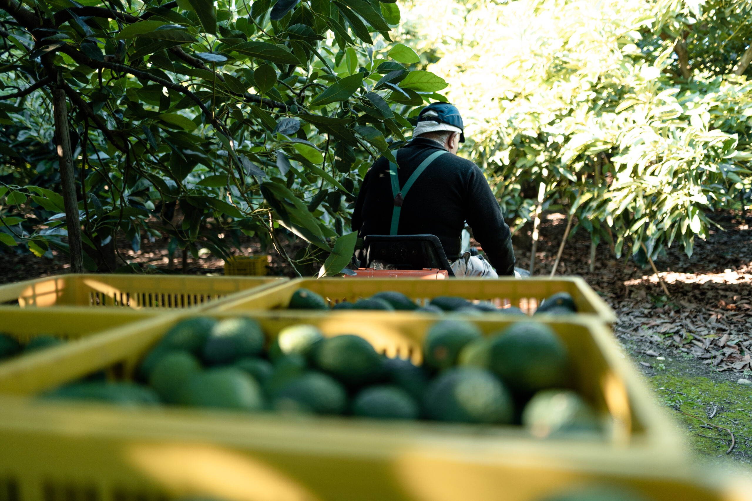 Zimbabwe ramps up Hass avocado production