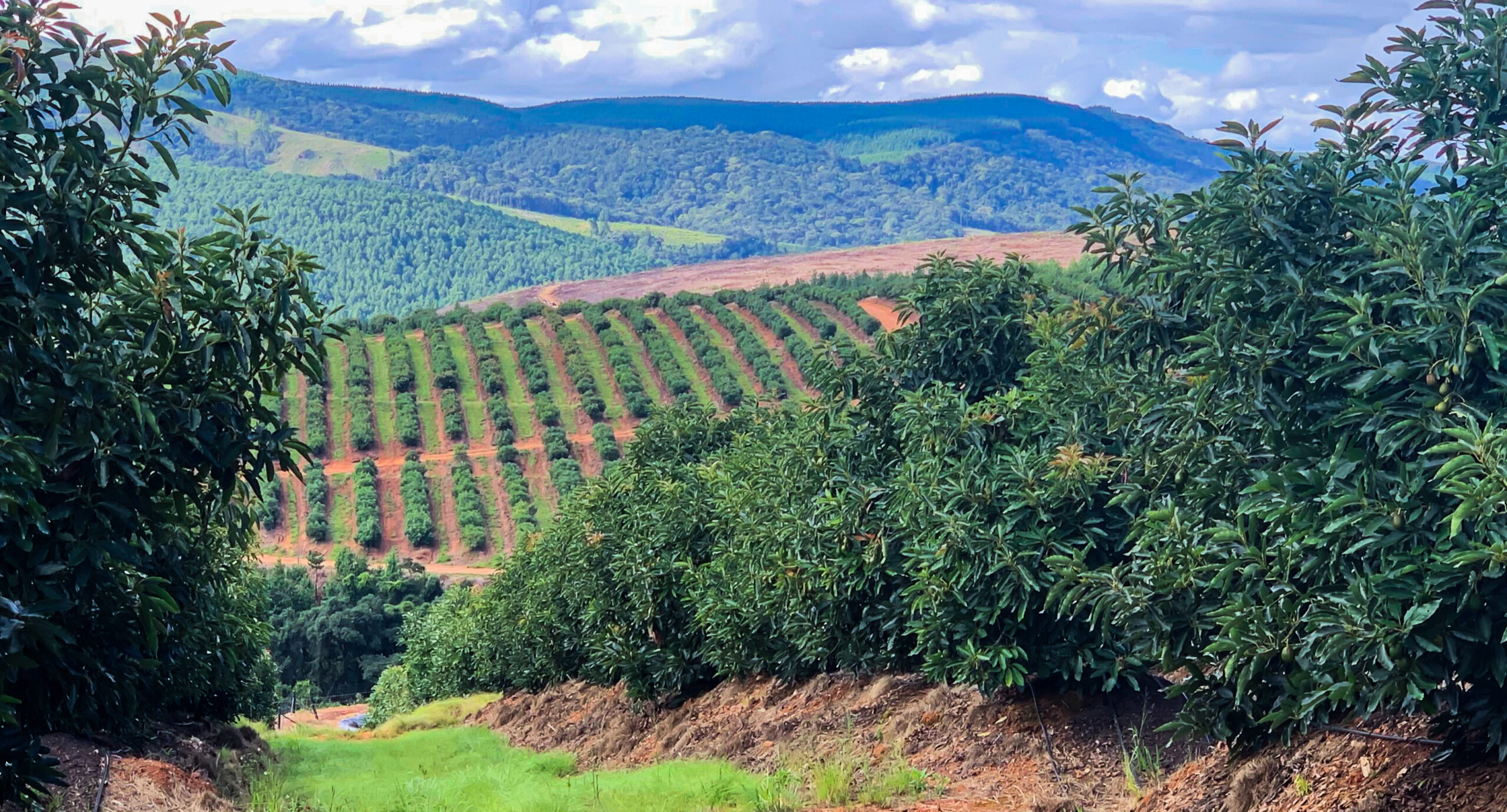 Mission Produce partners with ZZ2, CAP, and Core Fruit