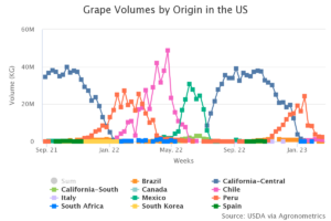 Chilean table grape industry upgrading to new varieties
