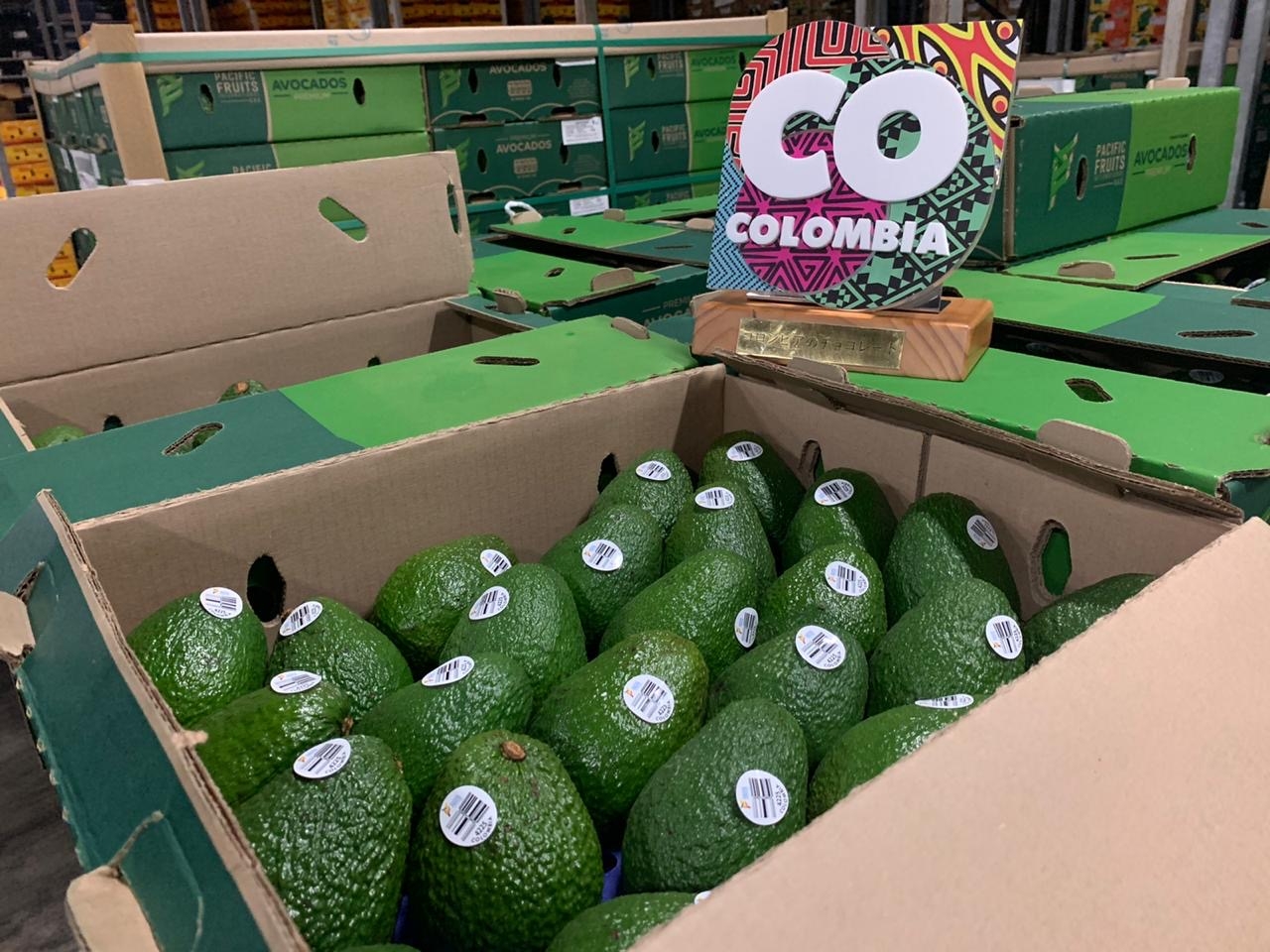 Colombian avocados making headway